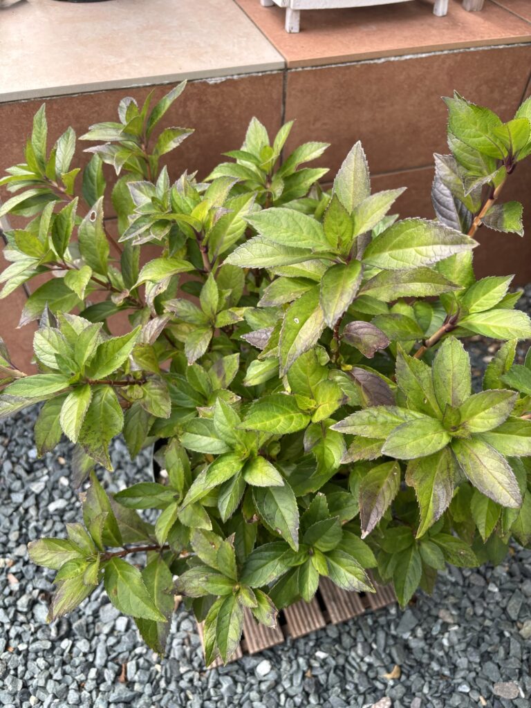 hydrangea-mamagement-december | まめの気になるところ