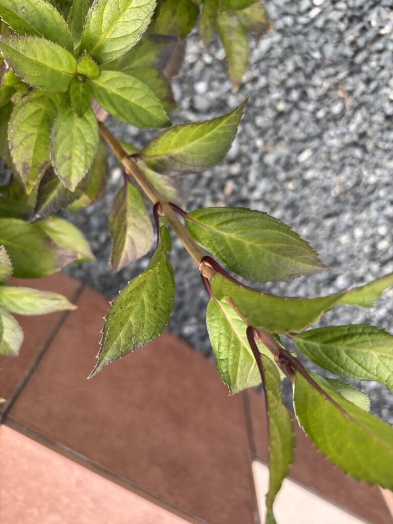 hydrangea-mamagement-december | まめの気になるところ